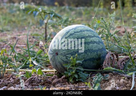 Big ripe organic watermelon texture close up Stock Photo - Alamy