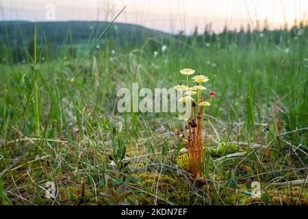 Close-up of Yellow moosedung moss, Splachnum luteum growing in a bog in ...