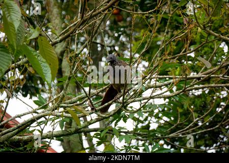 Chachalaca, Galliform Bird Poses on a Tree Branch Stock Photo - Alamy