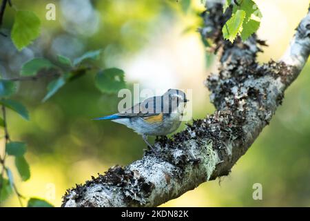Beautiful Red-flanked bluetail, Tarsiger cyanurus perched in a summery ...