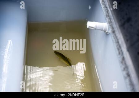 Fish in a livewell of a boat with a low level of water Stock Photo - Alamy