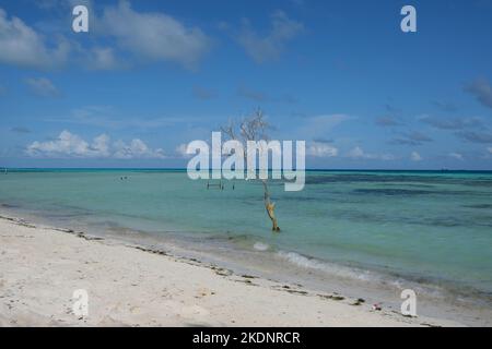 Beautiful lone tree at Dhiffushi beach, with afternoon beach scene ...