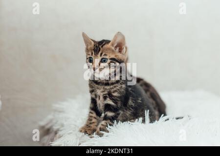 Little marble bengal kitten on the white fury blanket Stock Photo - Alamy
