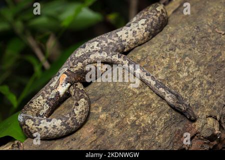 the Indonesian tree boa Candoia carinata or Pacific ground boa snake ...