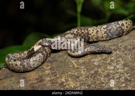 the Indonesian tree boa Candoia carinata or Pacific ground boa snake ...