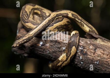 the Indonesian tree boa Candoia carinata or Pacific ground boa snake ...
