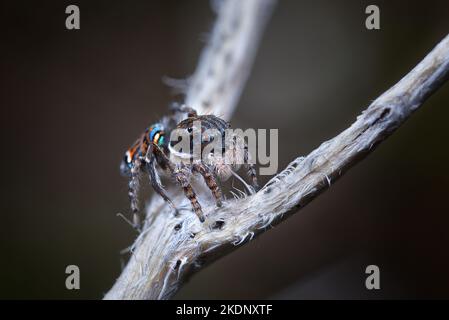 Male Peacock spider, Maratus trigonus, in his breeding colours Stock ...