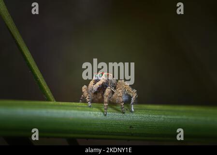 Peacock spider Maratus azureus in his breeding colours Stock Photo - Alamy