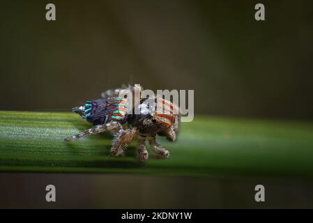Male Peacock spider, Maratus azureus in his breeding colours Stock ...