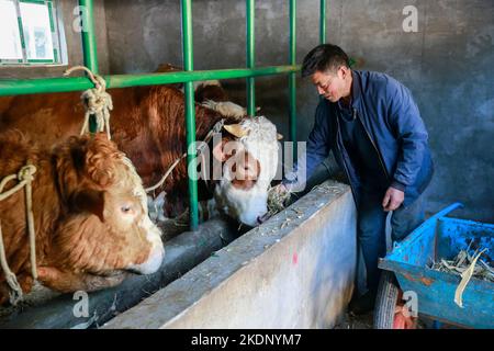 WEINING, CHINA - NOVEMBER 7, 2022 - Cattle are seen at a beef cattle ...