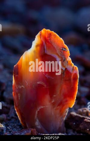 Backlighting of translucent petrified wood, Jasper Forest in Petrified ...