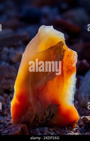 Backlighting of translucent petrified wood, Jasper Forest in Petrified ...
