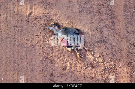 A dead baby chicken killed while crossing a rural dusty road Stock ...