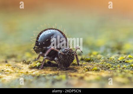 Globular springtail Dicyrtomina ornata or fusca in very close view ...