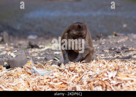 Macaque monkey chooses food from pile of bread crusts on ground ...