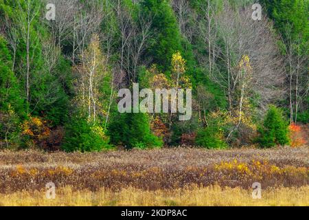 A forest edge of deciduous, conifer, and goldenrod provides valuabe ...