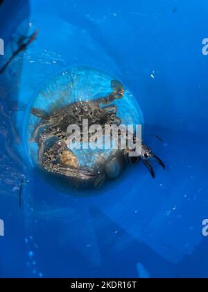 Fresh crab hunting Stock Photo - Alamy