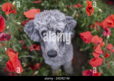 Standard grey Poodle sitting by the flowers in a garden in Windsor ...