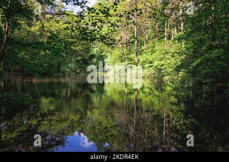 Pond in Stefan Starzynski Kabaty Woods Nature Reserve in Warsaw ...