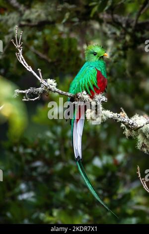Quezal in the clouds Stock Photo - Alamy