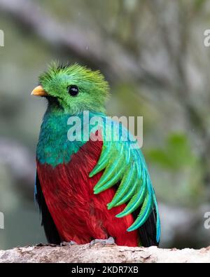 Quezal in the clouds Stock Photo - Alamy