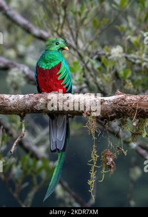 Quezal in the clouds Stock Photo - Alamy