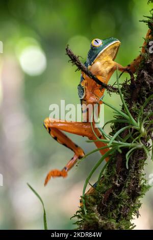 Rare Frogs of Costa Rica Stock Photo - Alamy