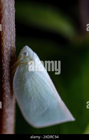 Chongqing mountain insects - green wax moth cicadas Stock Photo - Alamy