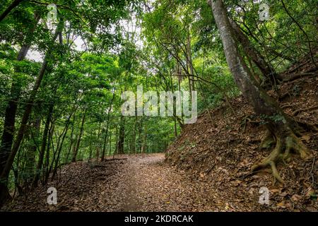 Udawatta Kele Kandy Royal Forest Park or Udawattakele Sanctuary is a ...