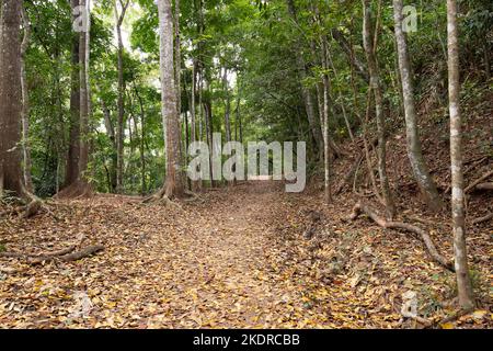 Udawatta Kele Kandy Royal Forest Park or Udawattakele Sanctuary is a ...
