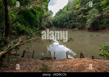Giant Liana in Kandy Udawatta Kele Royal Forest Park or Udawattakele ...