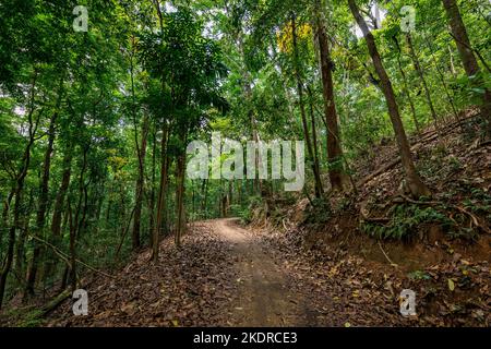 Giant Liana in Kandy Udawatta Kele Royal Forest Park or Udawattakele ...