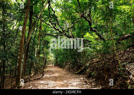 Udawatta Kele Kandy Royal Forest Park or Udawattakele Sanctuary is a ...