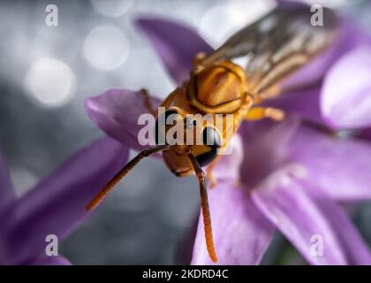 Chongqing mountain nature reserve of insects - spade armour Stock Photo ...