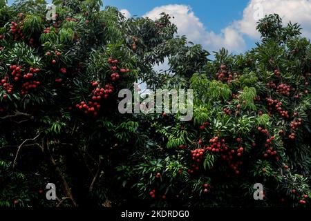 Chongqing tong lychee with green river Stock Photo - Alamy