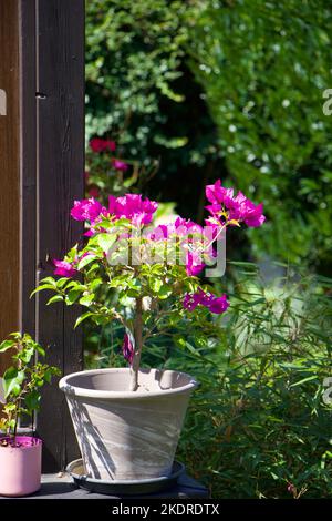 Bougainvillea am Stamm im Topf Stock Photo - Alamy