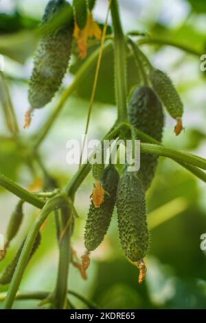 Inside of greenhouse with young cucumbers Stock Photo - Alamy