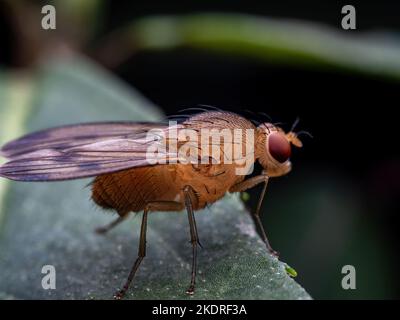 Chongqing mountain insects - the beetle Stock Photo - Alamy