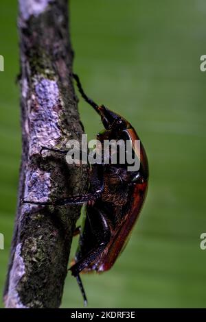 Chongqing mountain nature reserve of insects - spade armour Stock Photo ...