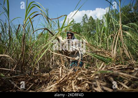 Sylhet, Sylhet, Bangladesh. 8th Nov, 2022. A sugarcane farmer ...
