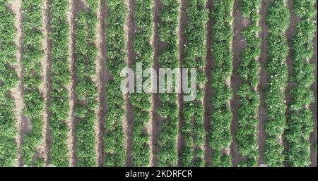 Xinjiang barkol: high quality potato flower Stock Photo - Alamy