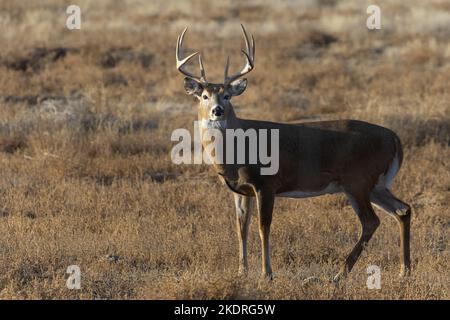 A whitetail deer herd in a deciduous forest in spring Thatcher Woods ...