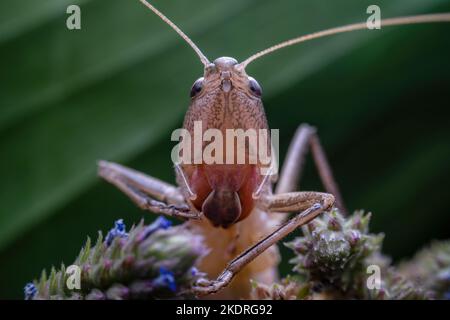 Chongqing - guo guo mountain insects Stock Photo - Alamy