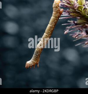 Chongqing - inchworm mountain nature reserve insects Stock Photo - Alamy