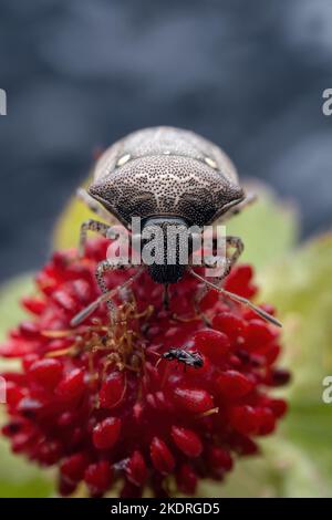Chongqing mountain insects - bugs Stock Photo - Alamy