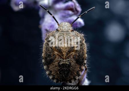 Chongqing mountain insects - bugs Stock Photo - Alamy