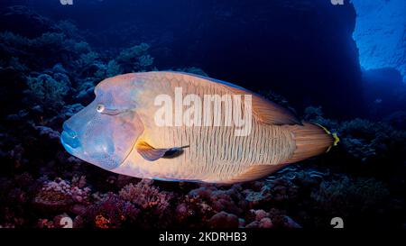 Close up of curious and colourful Napoleon wrasse fish among divers ...