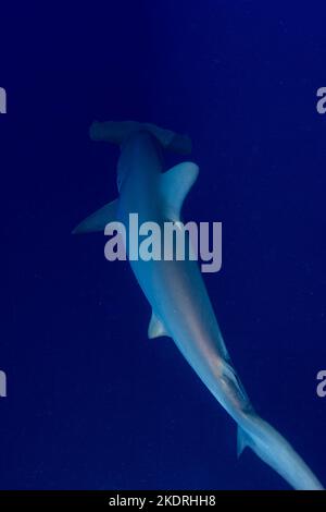 Close up of scalloped hammerhead shark in open water on diving safari ...