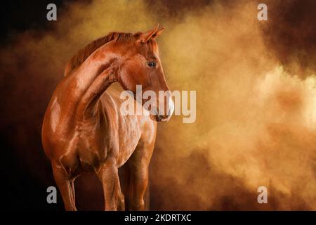 Quarter Horse with holi powder Stock Photo - Alamy