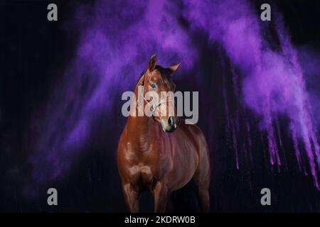Quarter Horse with holi powder Stock Photo - Alamy